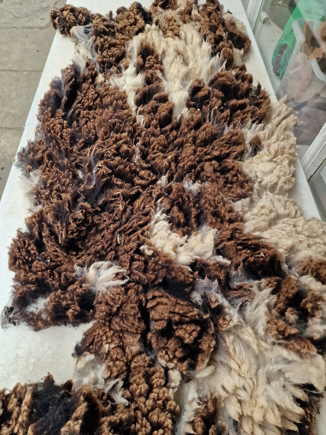 Whole Pedigree Dutch Spotted Sheep Fleece / Whole Fleece / Cruelty Free ...