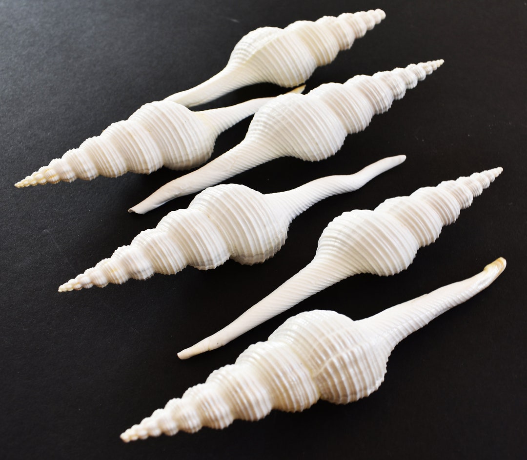 Set of 6 White Spindle Shells 4-5" Coastal Arts & Crafts, Beach ...