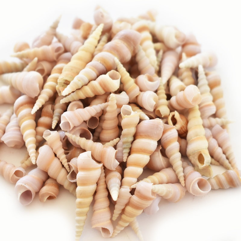 Coquina Clam Shells - Etsy