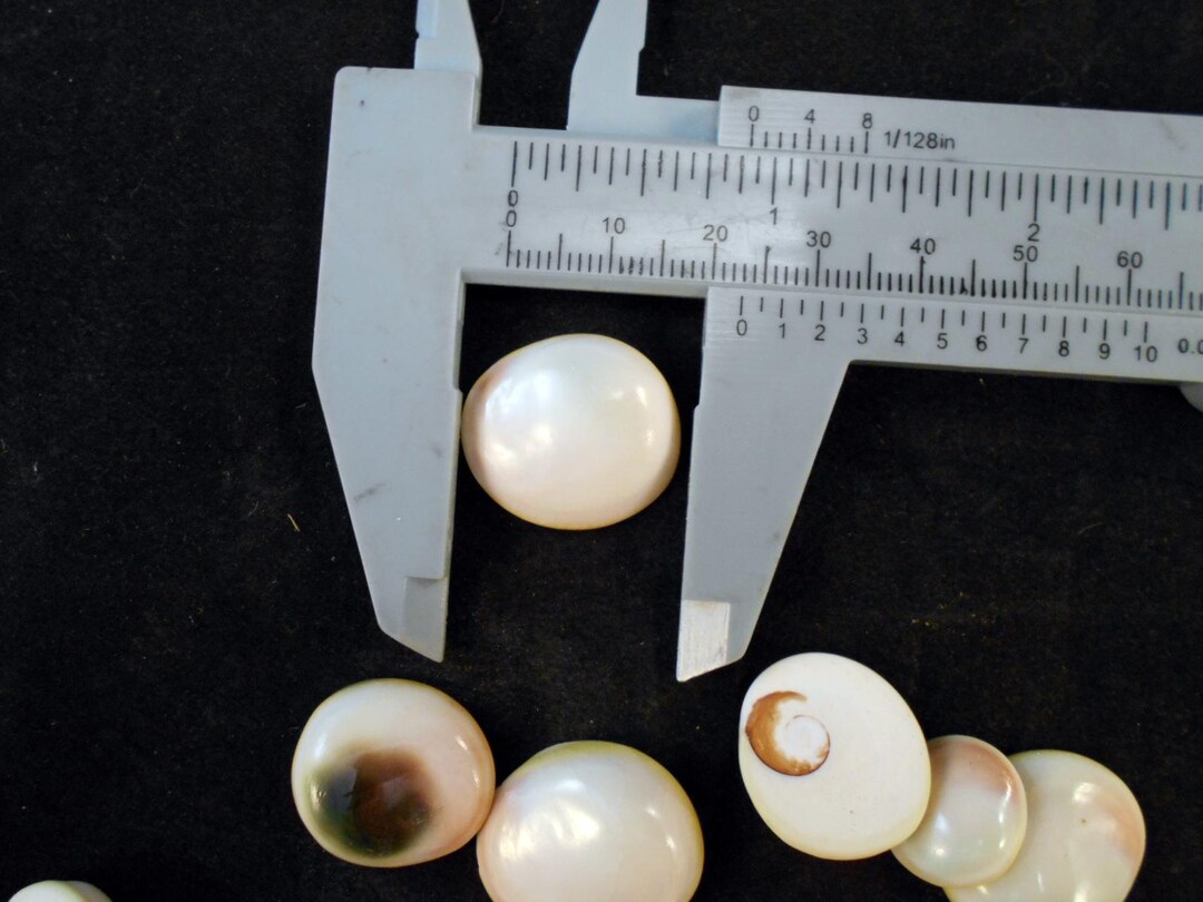 Set of 6 Pale Cat Eye Shells - 1/2" - 1" - "shiva Shells" for Crafts ...