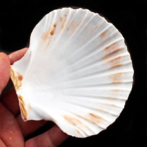 6 Extra Large Real Irish Baking Scallop Shells (4 1/2"- 4 7/8 ...