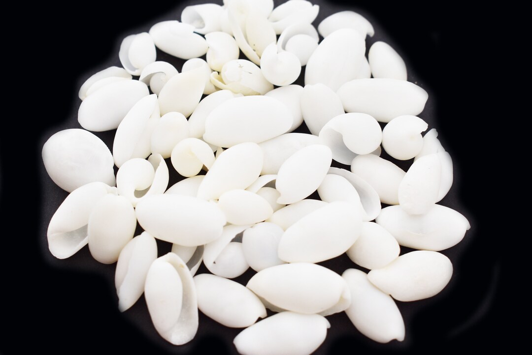 50 White Bullet (bubble) Shells Seashells 3/4" - 1" Beach Craft Wedding ...