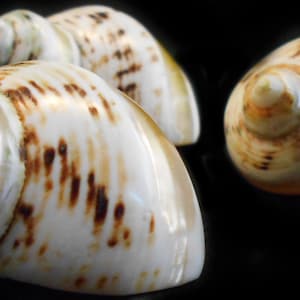 Set of 12 Banded Gold Mouth Turbo Shells size 2/ Open 7/8 Hermit Crab ...