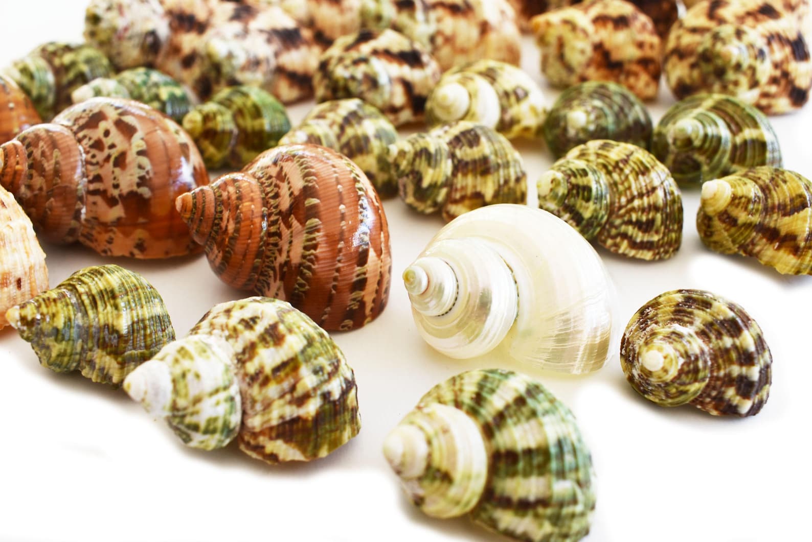 30 Select Assorted Turbo Hermit Crab Shells Lot 1
