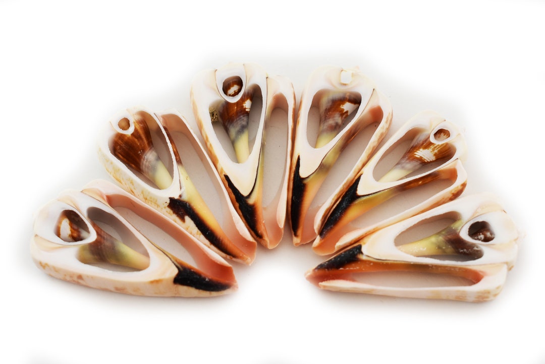 6 Center Cut Strawberry Strombus Shells 1 1/2"-2" Beach Nautical ...