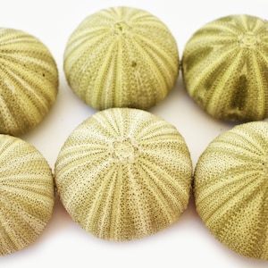 3-pack: Hand Picked Green Sea Urchin Shell (2") Beach Crafts Coastal ...