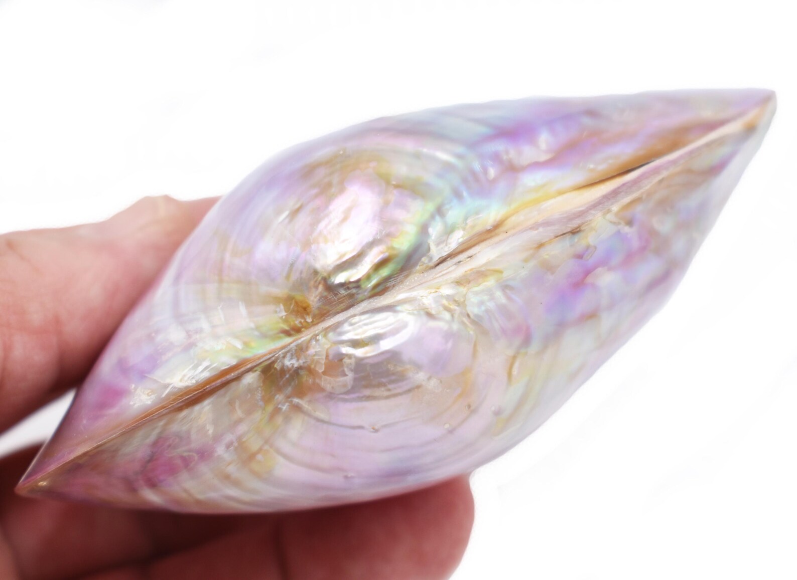 Set of 2: Dyed Purple Clam Shell (whole Shell) 4-5" Polished Seashell ...