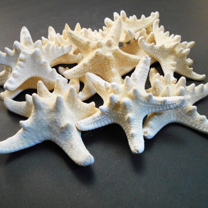 Painted Starfish - Etsy