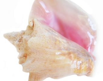 Large Conch Shell - Etsy
