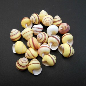 24 Beautiful Striped Yellow Land Snail Shells | Etsy
