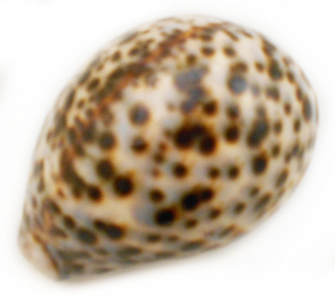 One 1 Large Tiger Cowrie Shell cypraea Tigris 3 Beach Crafts Nautical ...