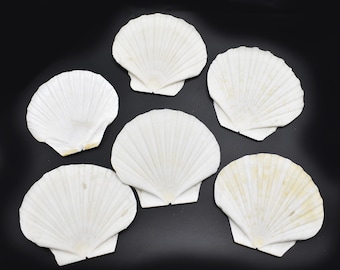 Set of 12 Large Irish Flat Scallops Shells Seashells 4 Crafts Beach ...
