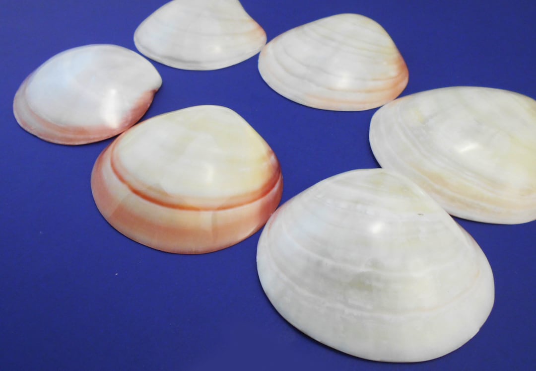 6-pack: Polished Tiger Clam (single/half) Shells Seashell 3-4" (80 ...