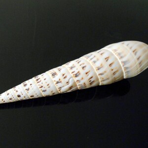 Beautiful Giant Marlinspike Seashell 7 Terebra Maculata Shell Beach ...
