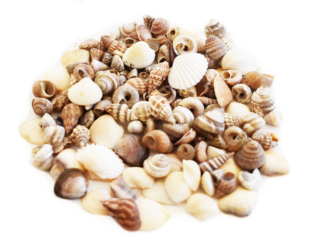 4 Oz (about 400) Extra Tiny Indian Ocean Shell Mix 1/4" - 1/2" Size ...
