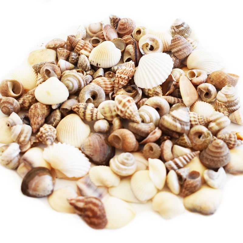 Tiny Seashells - Etsy