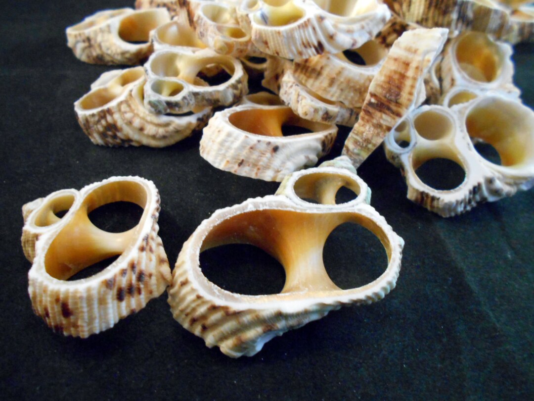 24 Center Cut Gold Mouth Turbo Shell Slices (about 2") Seashells Beach ...