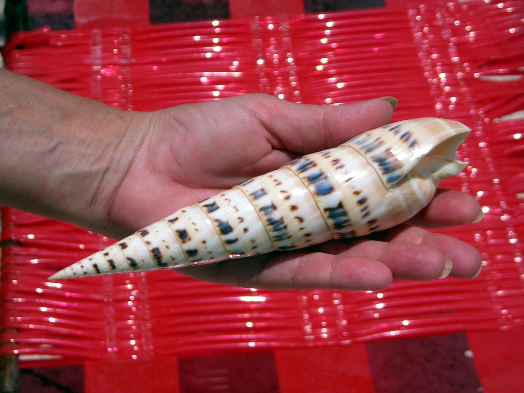 Beautiful Giant Marlinspike Seashell 7 Terebra Maculata Shell Beach ...