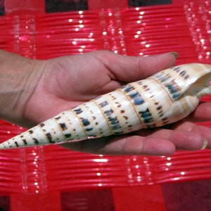 Beautiful Giant Marlinspike Seashell 7 Terebra Maculata Shell Beach ...