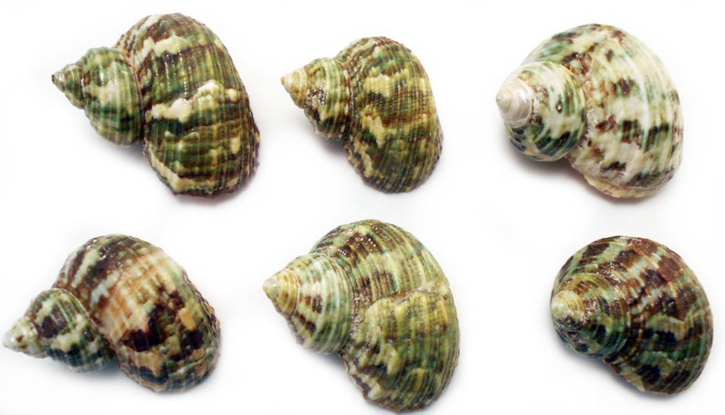 Set of 100 Small Natural Green Turbo Shells (size 3/4"-1.25"/ Open. 1/2 ...