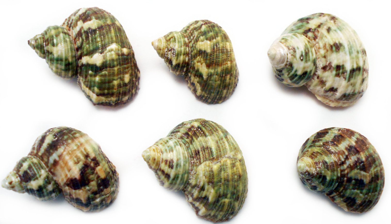 Set of 12 Small Natural Green Turbo Shells (size 3/4