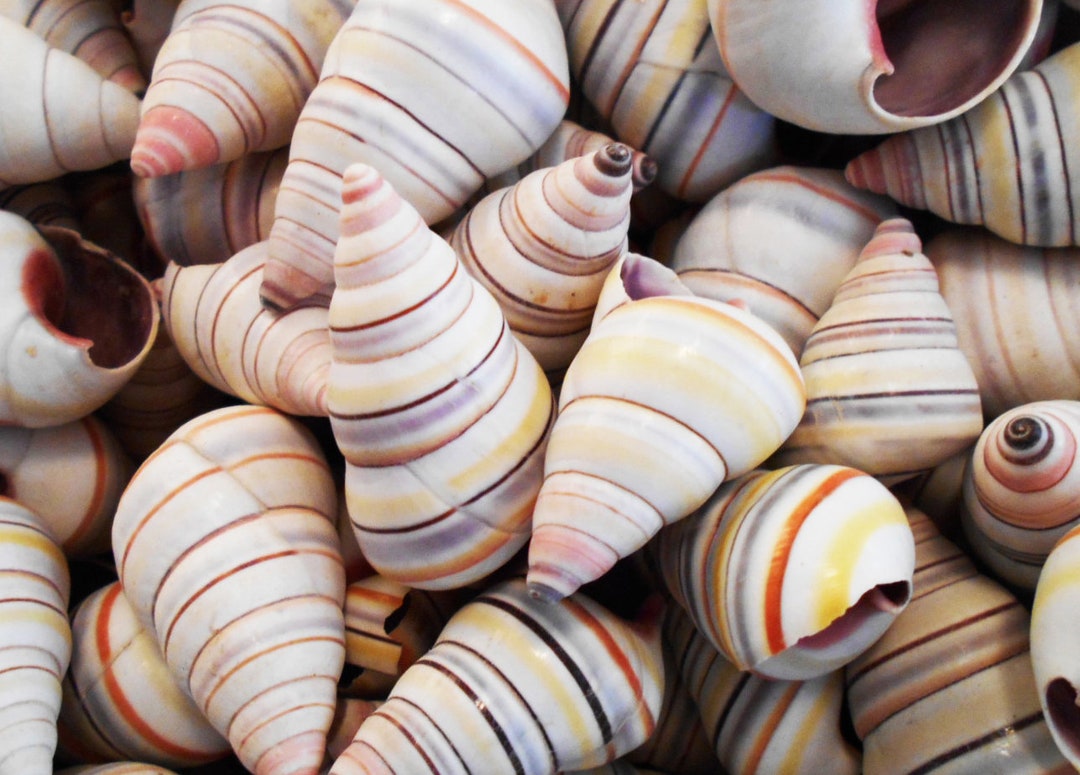 50 Real Haitian Tree Snail Shells (striped Candy Snail) 1-2" Beach ...