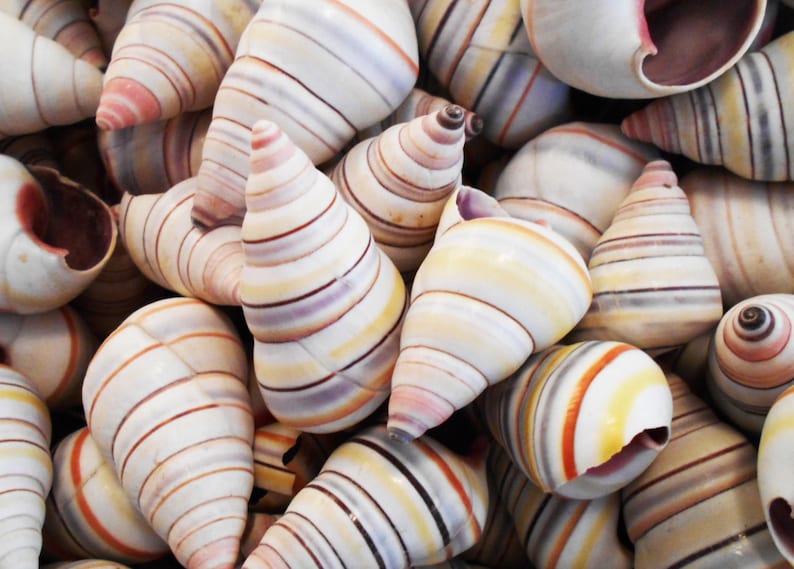 50 Real Haitian Tree Snail Shells striped Candy Snail - Etsy