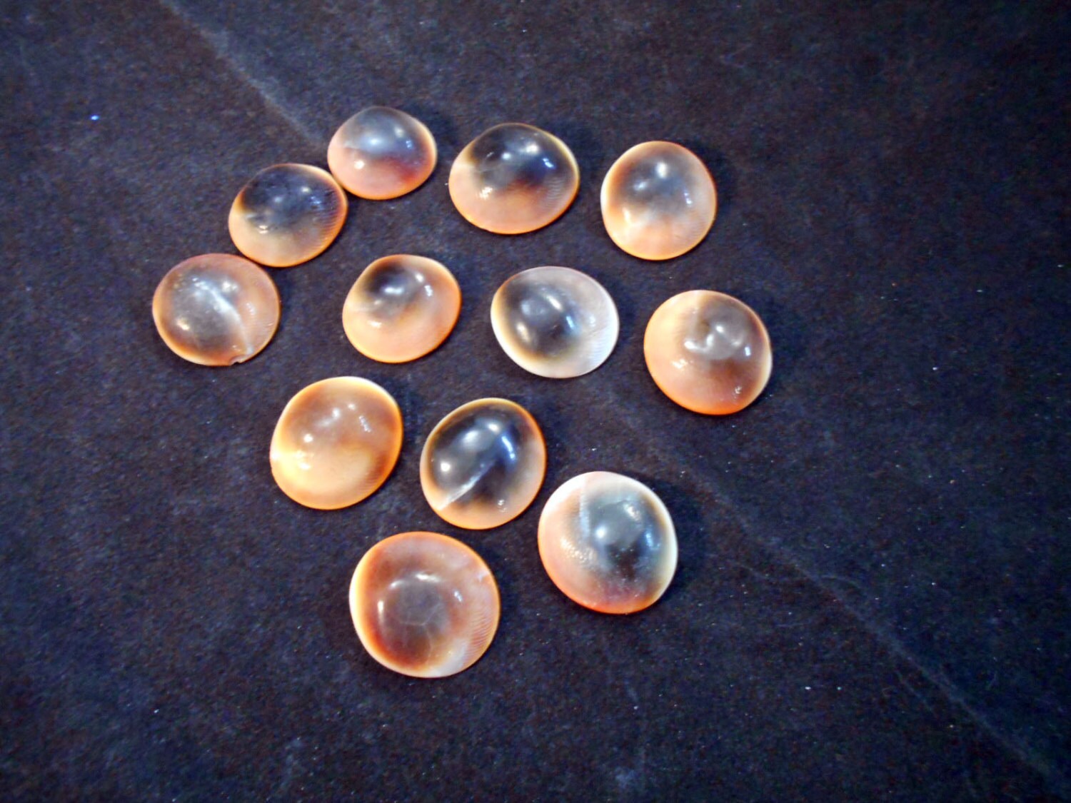 Set of 24 Red Cat Eye Shells - 1/2