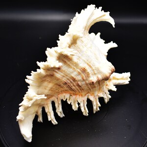 Giant Murex Ramosus Shell (9" X 6" X 5.5") Collectors Seashell One of a ...