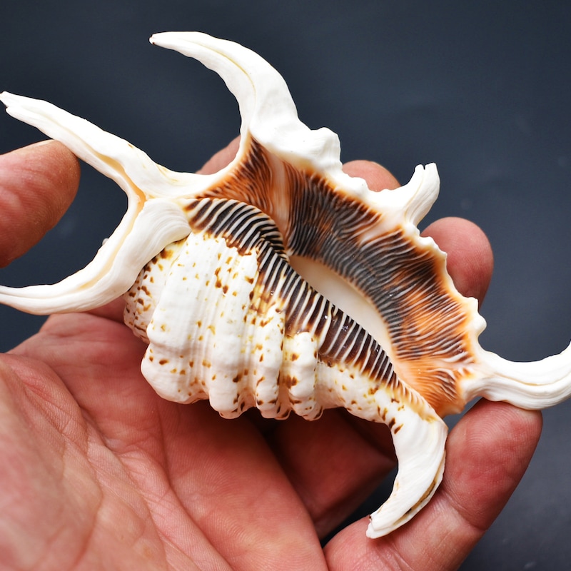 Rare Sea Shells - Etsy