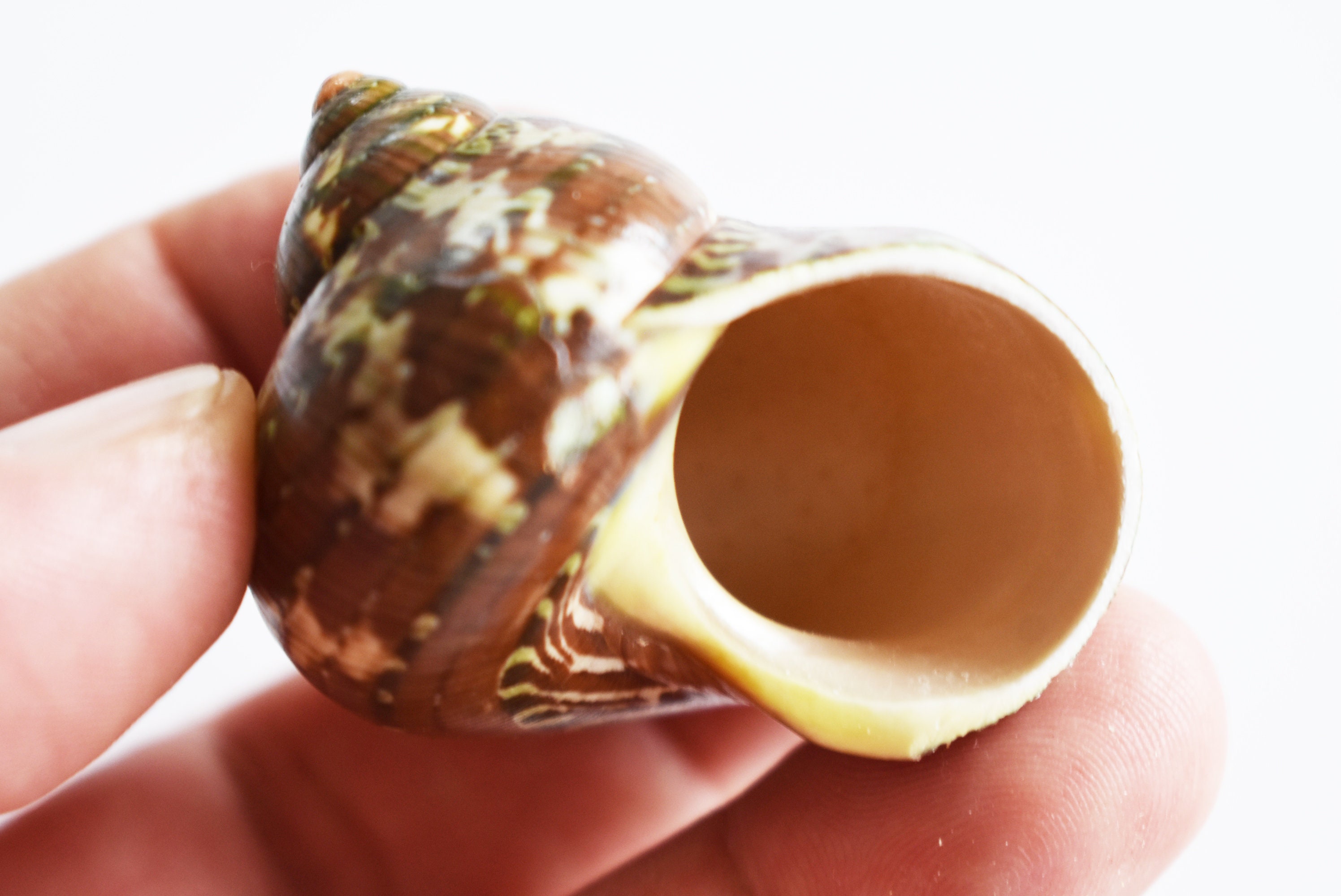 10 Hermit Crab Changing Shell Set Deluxe Turbo Shells Medium - Etsy