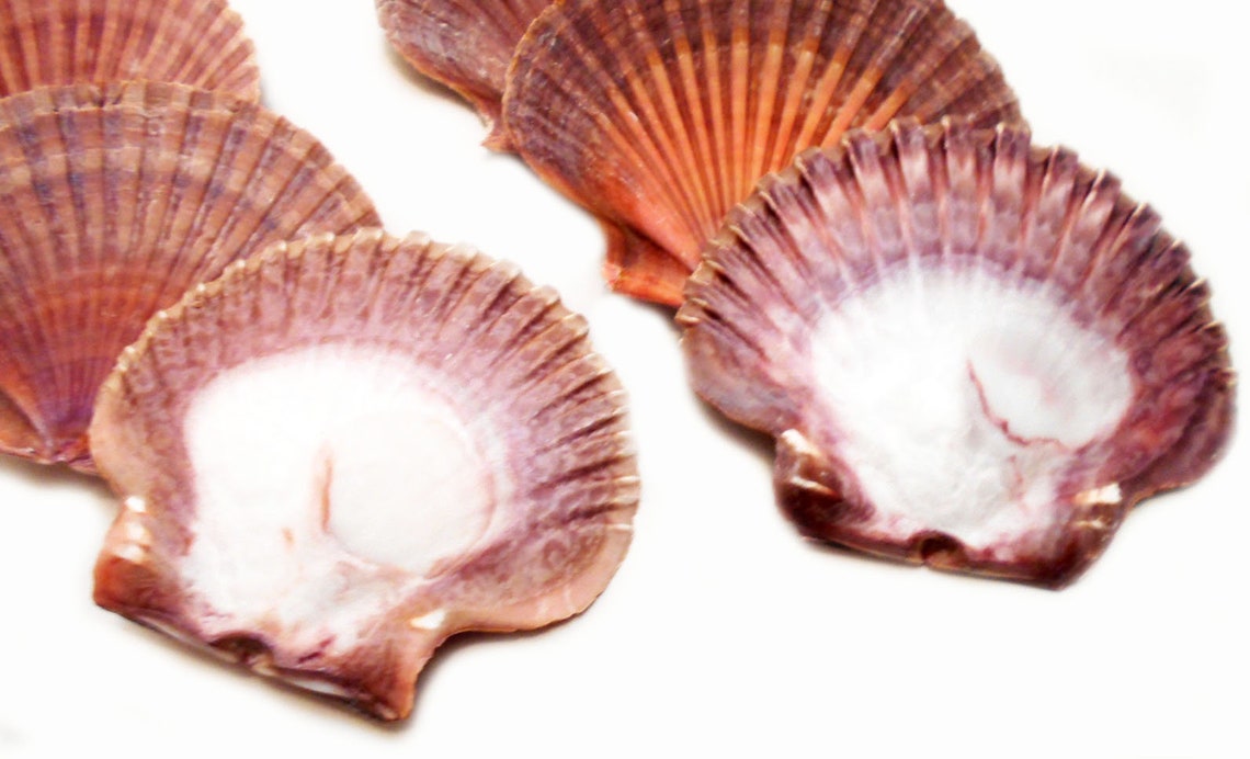 100 Mexican Flat Scallop Shells Seashells Large 3" Crafts Coastal Beach ...