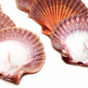 100 Mexican Flat Scallop Shells Seashells Large 3" Crafts Coastal Beach ...