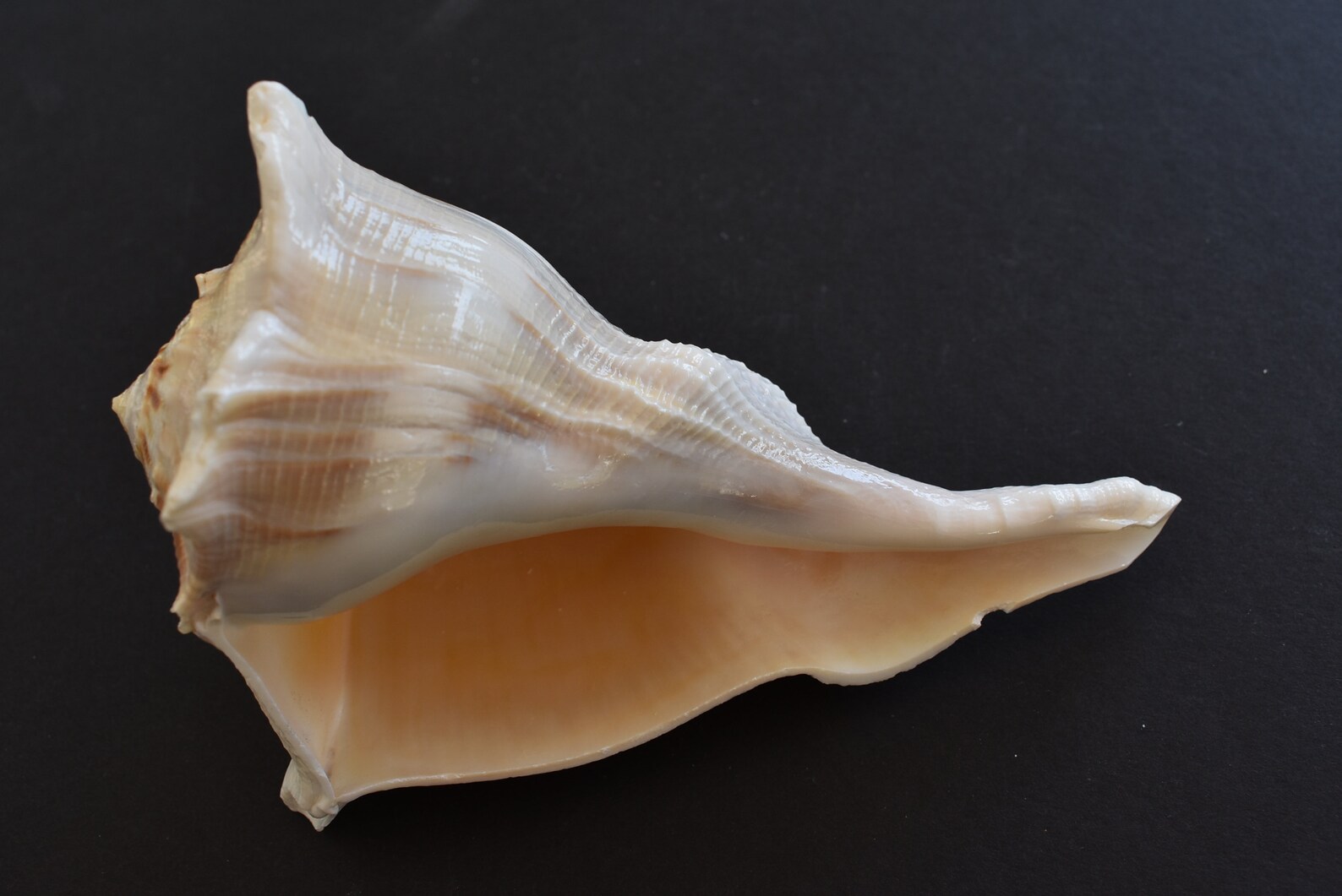 X-large left Handed Lightning Whelk Shell - Etsy