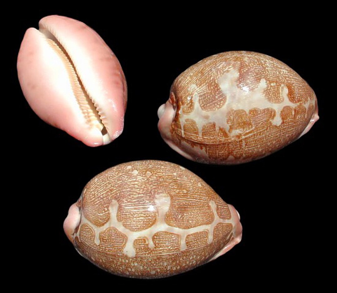 3 Pack: Map Cowrie Shell (cypraea Mappa) 2 1/2" Beach Crafts Nautical ...