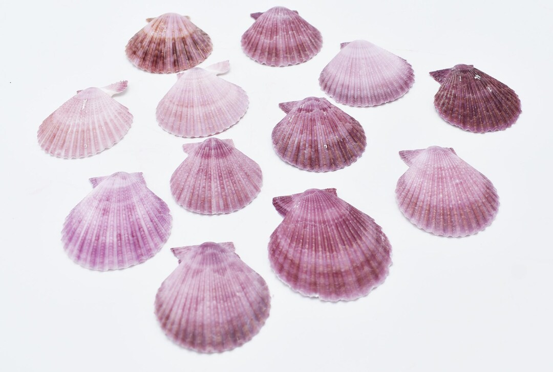 Set of 12 Deep Purple Pecten Shells (2-3") Coastal Arts and Crafts ...
