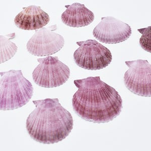 Set of 6 Deep Purple Pecten Shells (2-3") Coastal Arts and Crafts ...