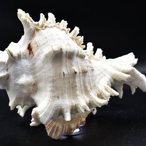 Giant Murex Ramosus Shell (8.5" X 6" X 5.5") Collectors Seashell One of ...