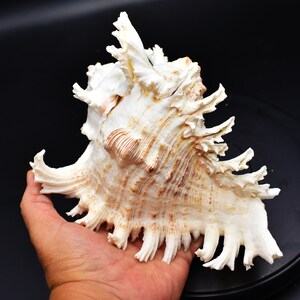 Giant Murex Ramosus Shell (9" X 6" X 5.5") Collectors Seashell One of a ...