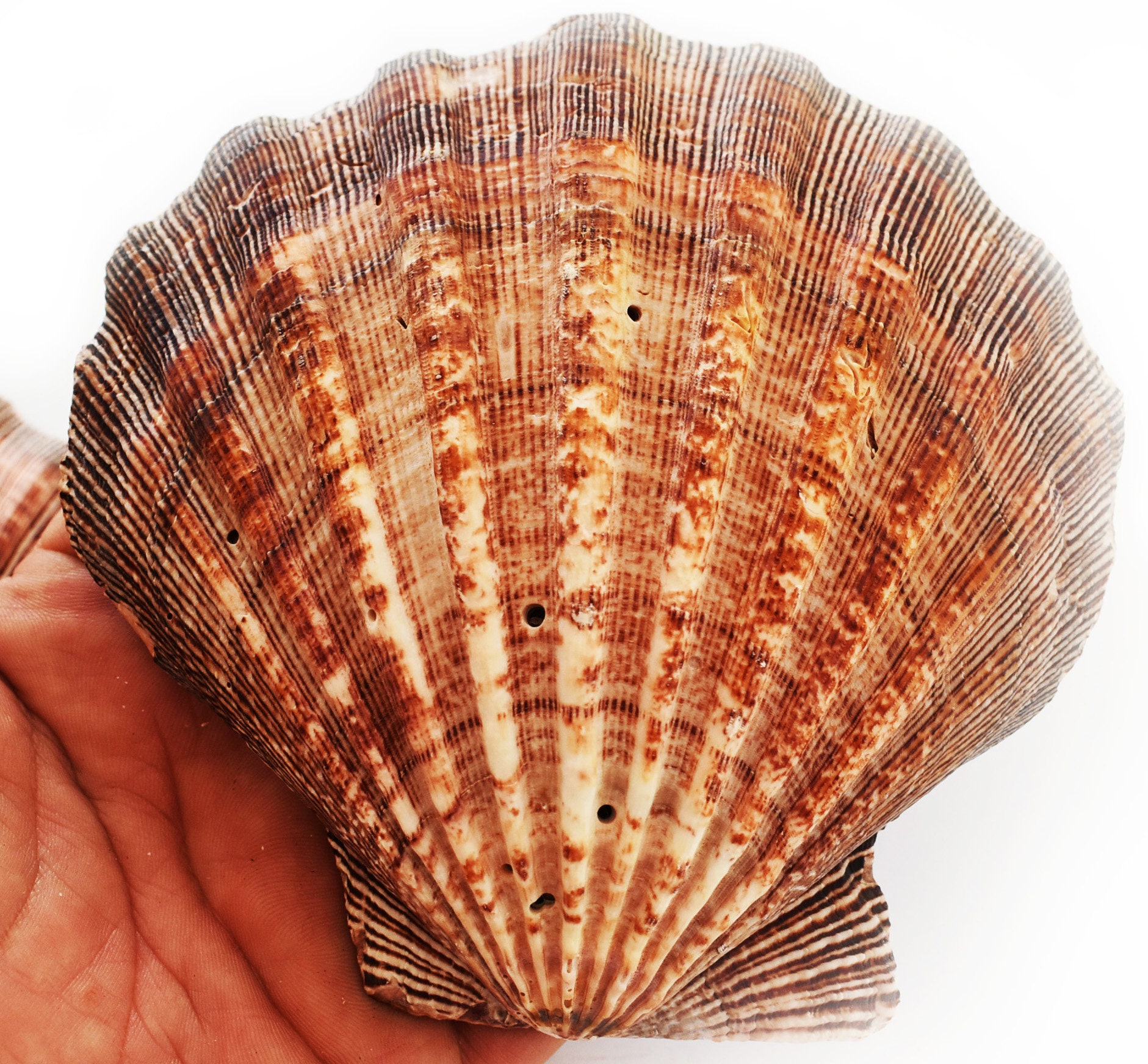 Set of 4 Large Lions Paw Scallops 5-6 Seashells for | Etsy