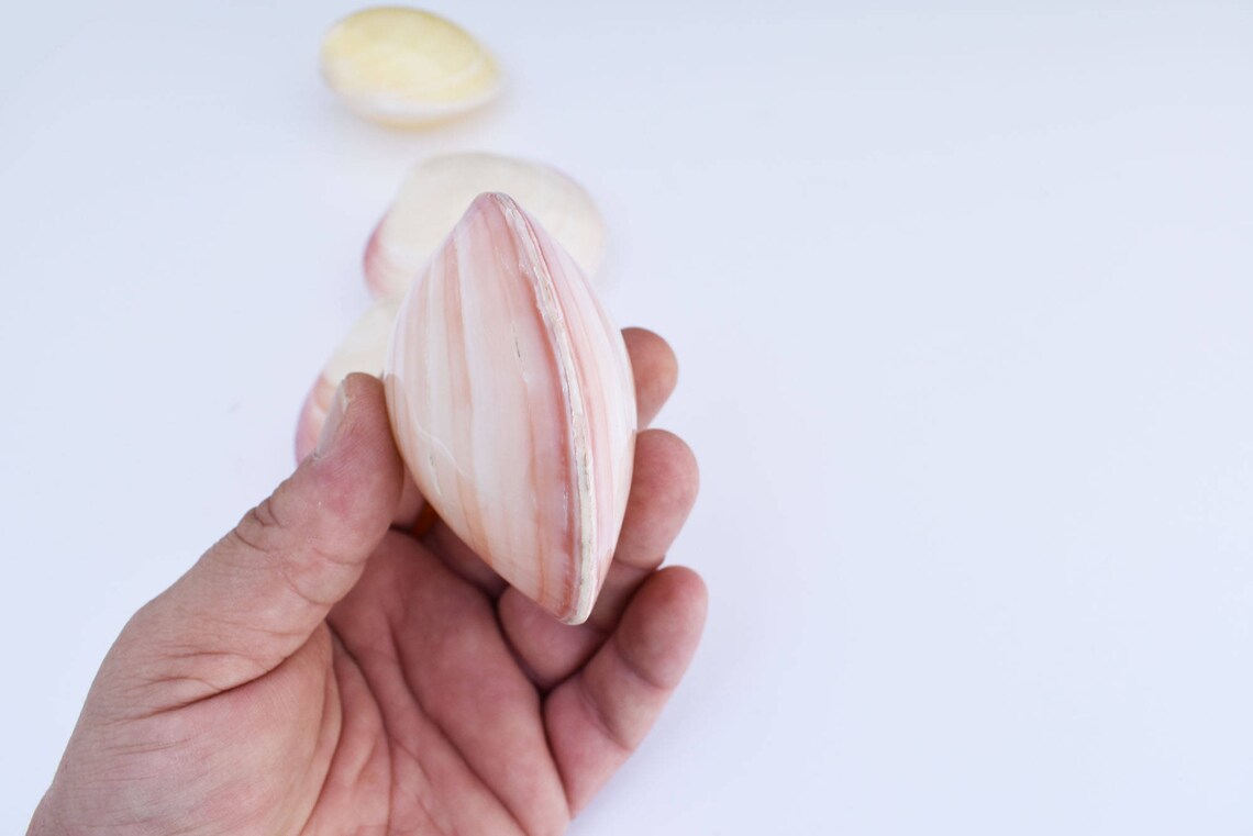 3 Polished Tiger Clam Pair Shells Seashell 3-4 - Etsy