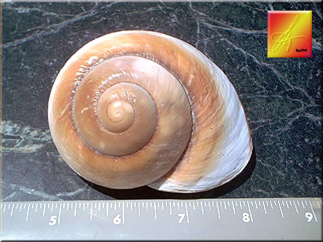 3-pack: Genuine Large Muffin Snail Shell (about 3") for Coastal Crafts ...