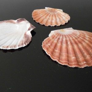Set of 6 Large Irish Flat Scallops Shells Seashells 4"+ Crafts Beach ...