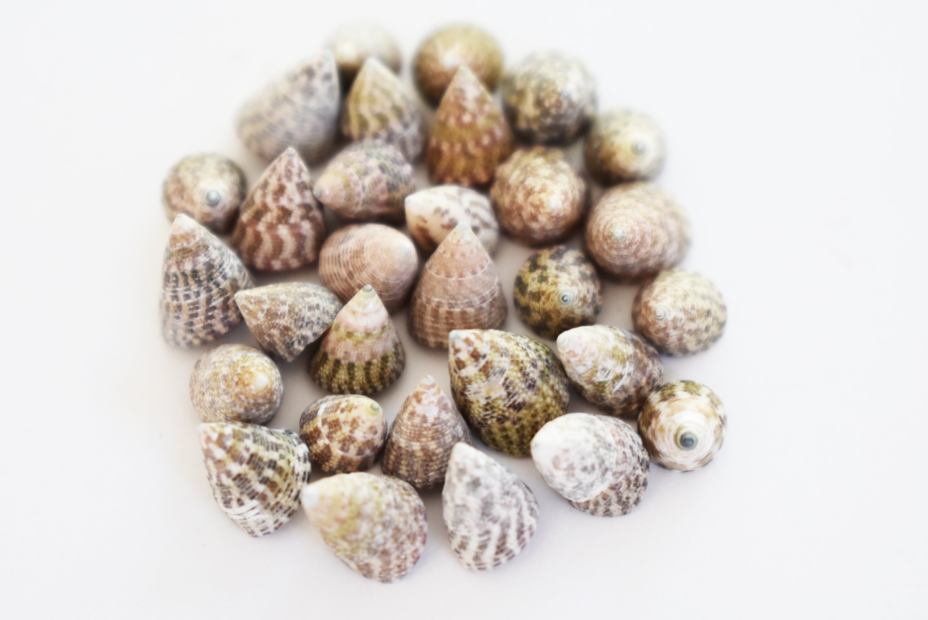 8 oz about 1000 Natural Top Shells about 1/4 Tiny | Etsy