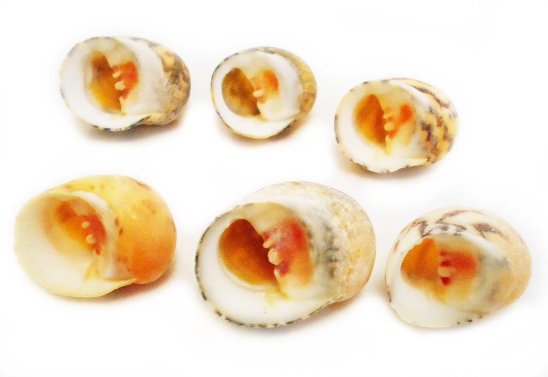 12 Small Bleeding Tooth Shells Seashells (1/2" - 1") Nerita Peloronta ...