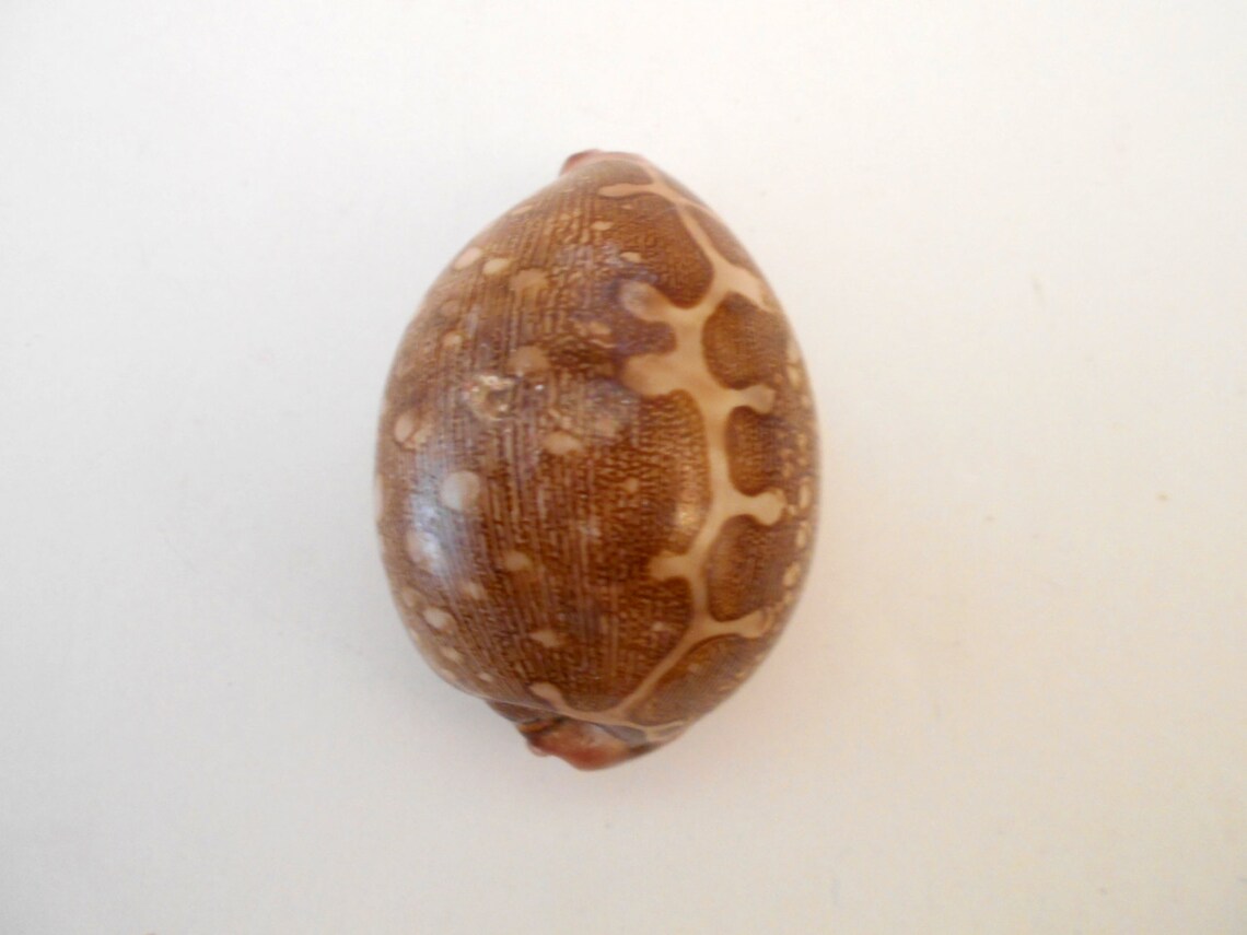 One Map Cowrie Shell cypraea Mappa 2 1/2 Beach Crafts | Etsy