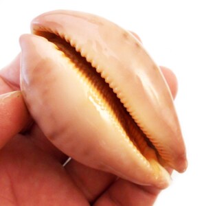 6 Pack: Map Cowrie Shell (cypraea Mappa) 2 1/2" Beach Crafts Nautical ...