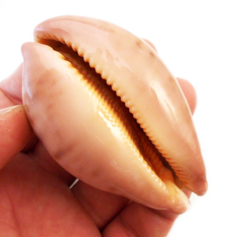 12 Pack: Map Cowrie Shell (cypraea Mappa) 2 1/2" Beach Crafts Nautical ...