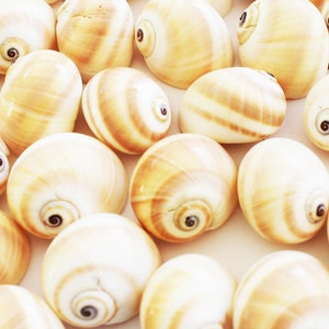 Set of 24 Shark Eye Moon Shells 1 1/2 2 Coastal Arts & Crafts, Hermit ...