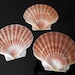 Set of 12 Large Irish Flat Scallops Shells Seashells 4"+ Crafts Beach ...
